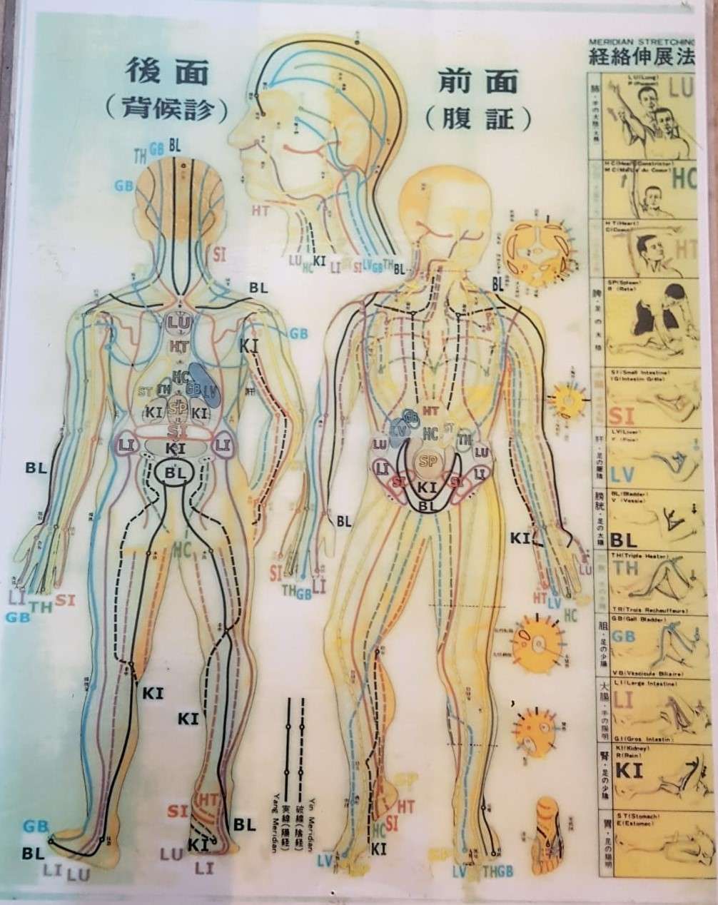 The Meridians and their functions - Yaor Shiatsu Yoga Thérapie